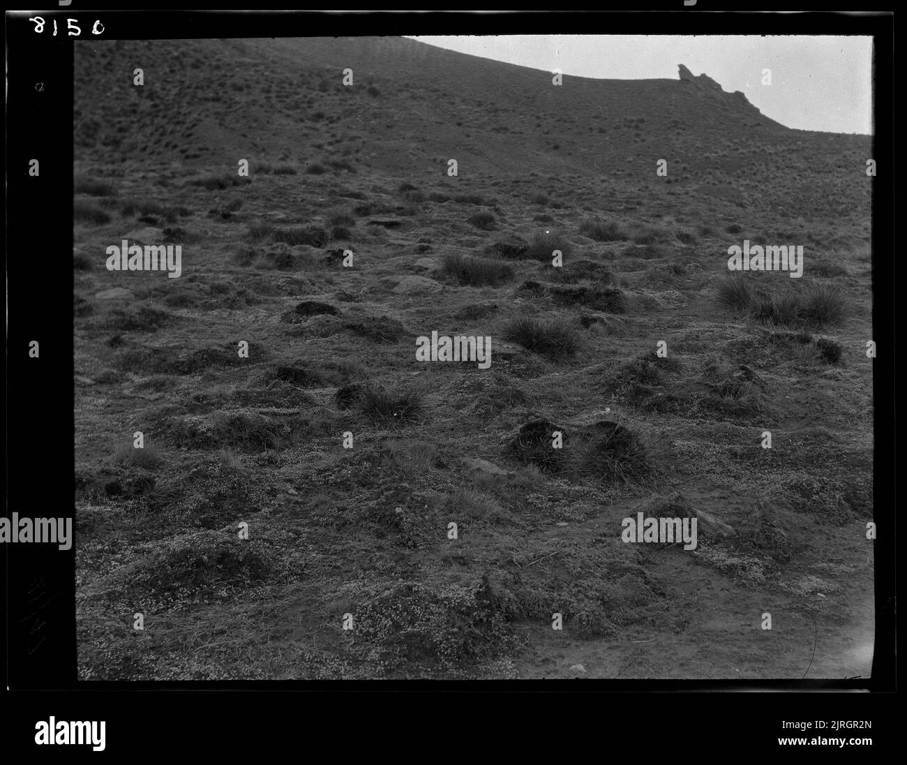 Alpine Tussock, circa 1922, by Dr Leonard Cockayne F.R.S Stock Photo ...