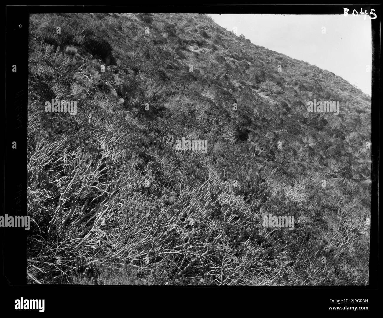 Alpine Scrub, circa 1922, by Dr Leonard Cockayne F.R.S Stock Photo - Alamy