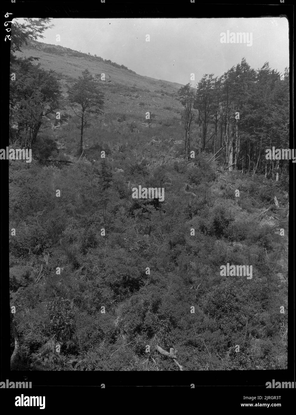 Alpine Scrub with Trees, circa 1922, by Dr Leonard Cockayne F.R.S Stock ...
