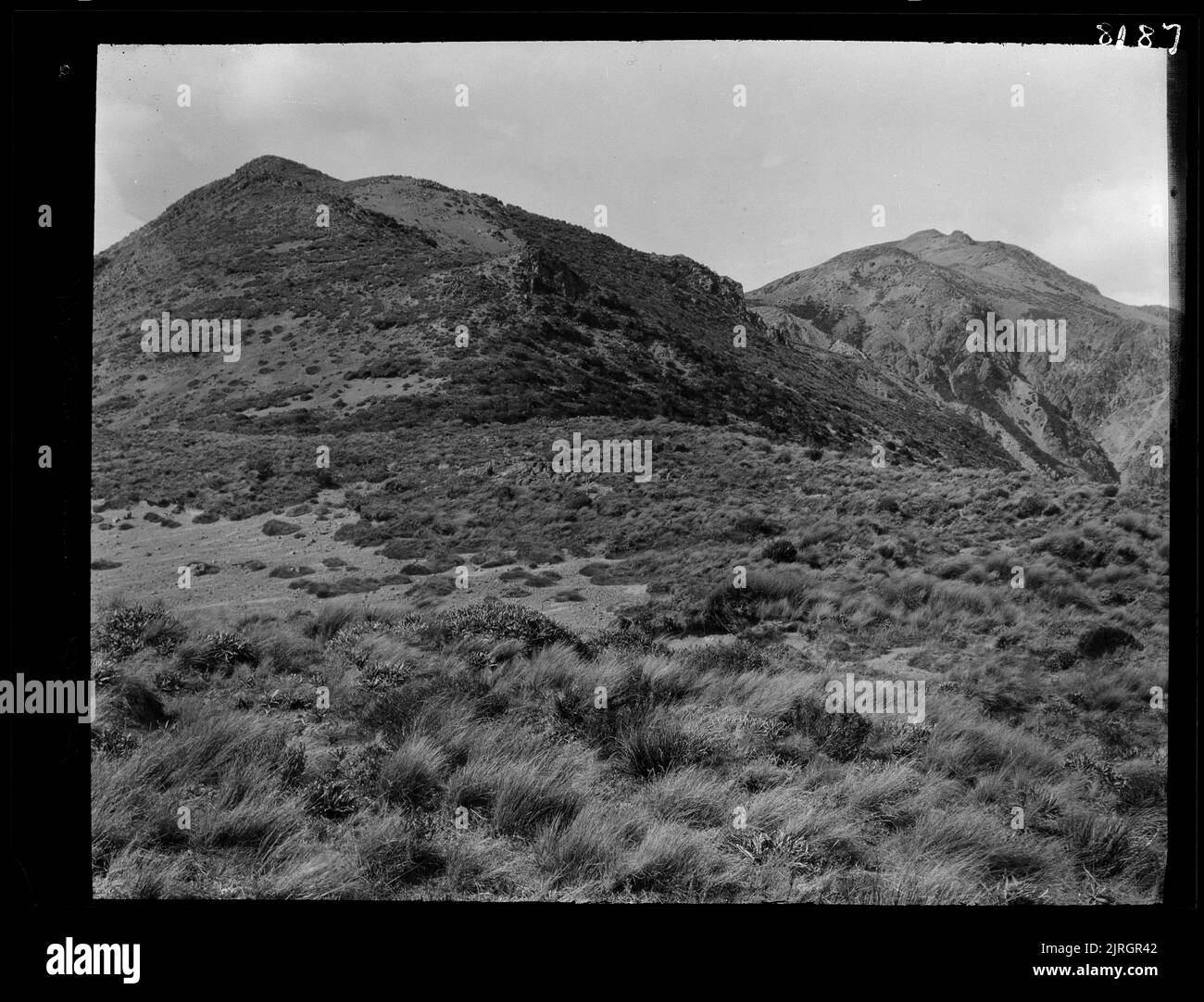 Alpine Tussock, circa 1922, by Dr Leonard Cockayne F.R.S Stock Photo ...
