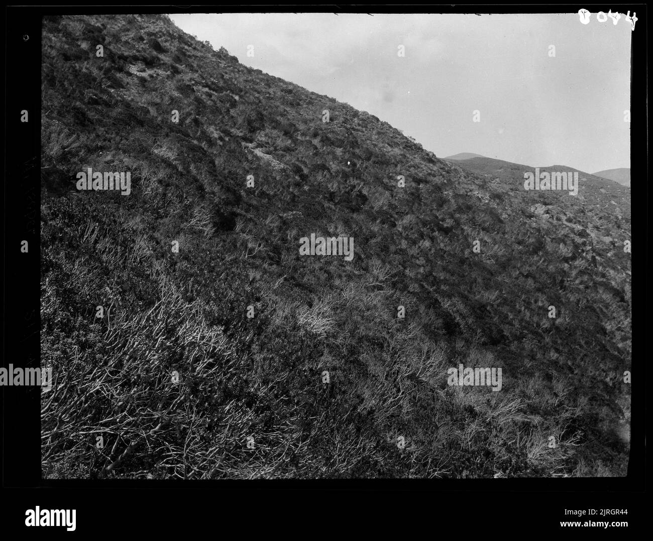 Alpine Scrub, circa 1922, by Dr Leonard Cockayne F.R.S Stock Photo - Alamy