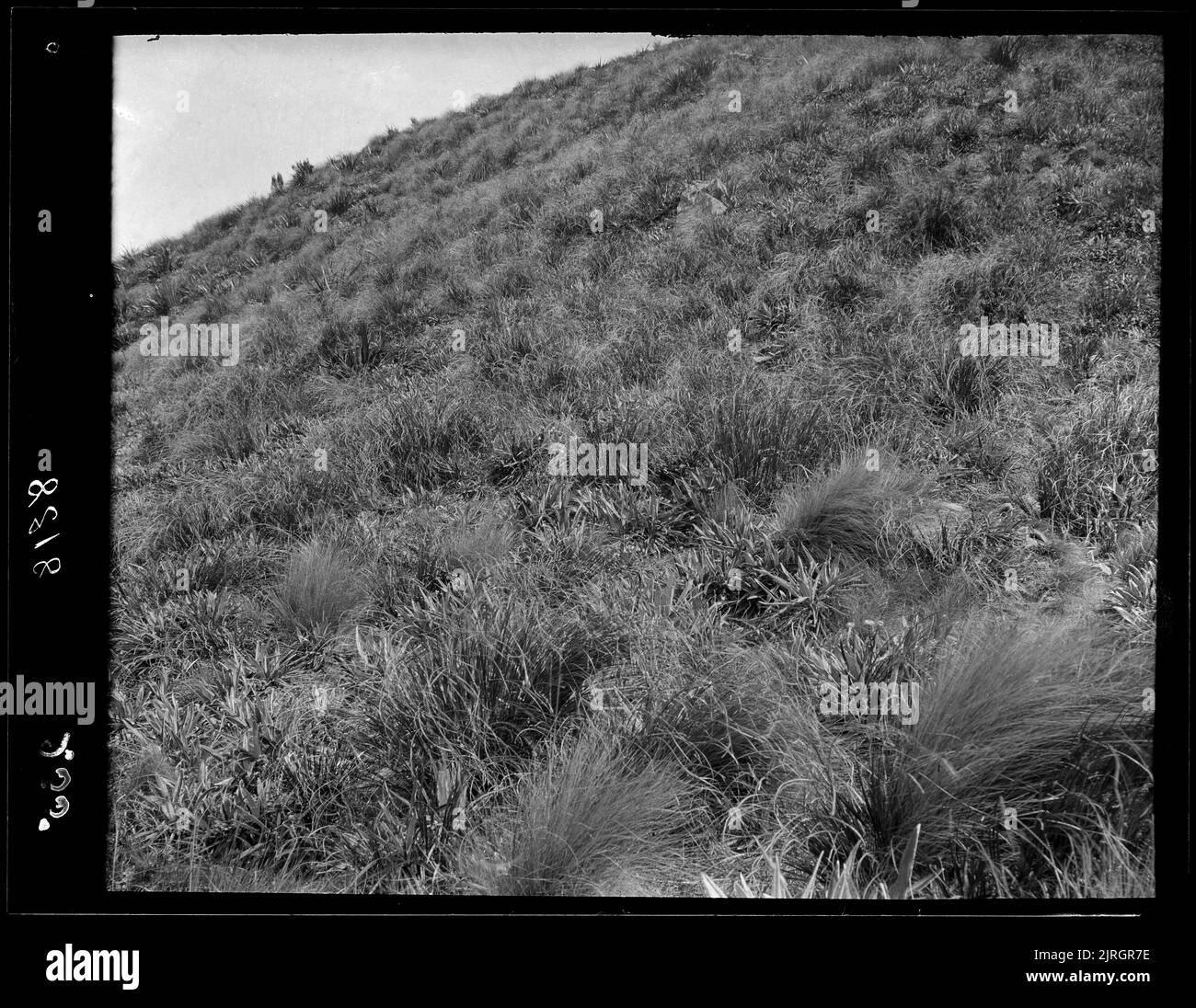 Celmisia Herbfield, circa 1922, by Dr Leonard Cockayne F.R.S Stock ...