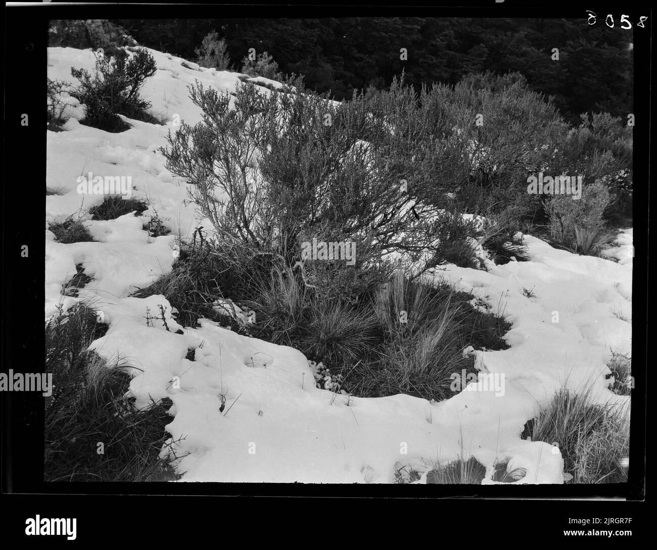 Alpine Scrub, circa 1922, by Dr Leonard Cockayne F.R.S Stock Photo - Alamy