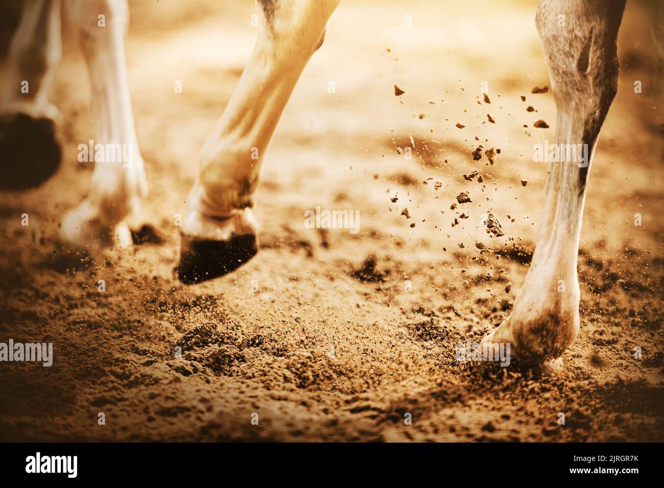 The legs of a gray horse galloping, kicking up dust with unshod hooves ...