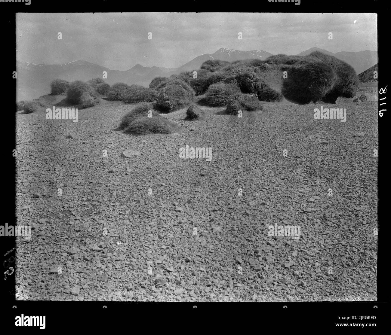 Alpine Desert, circa 1922, by Dr Leonard Cockayne F.R.S Stock Photo - Alamy