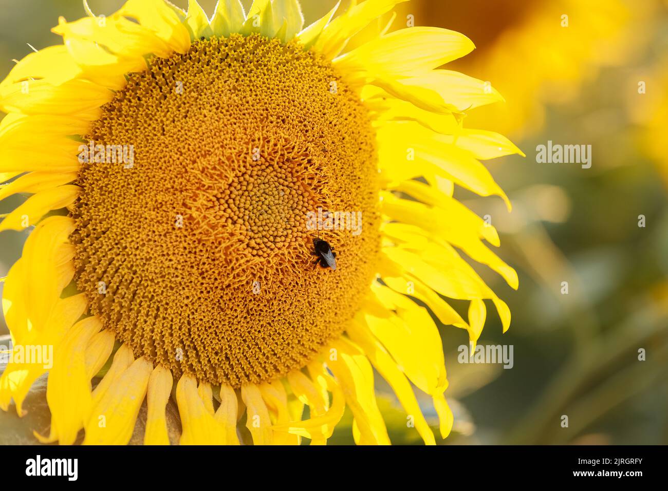 Bumblebee on a blooming sunflower in summer. A bumblebee pollinating on ...