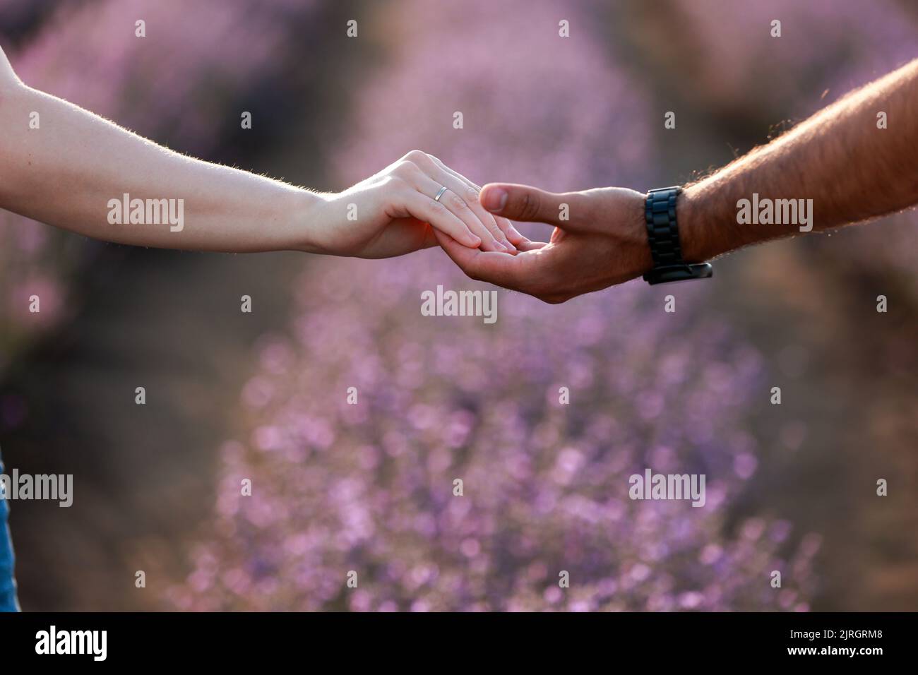 Multiracial love. Romantic couple holding hands in a lavender field ...