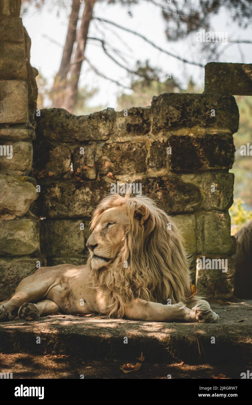 A white hairy lion lying on the ground near the brick wall Stock Photo ...