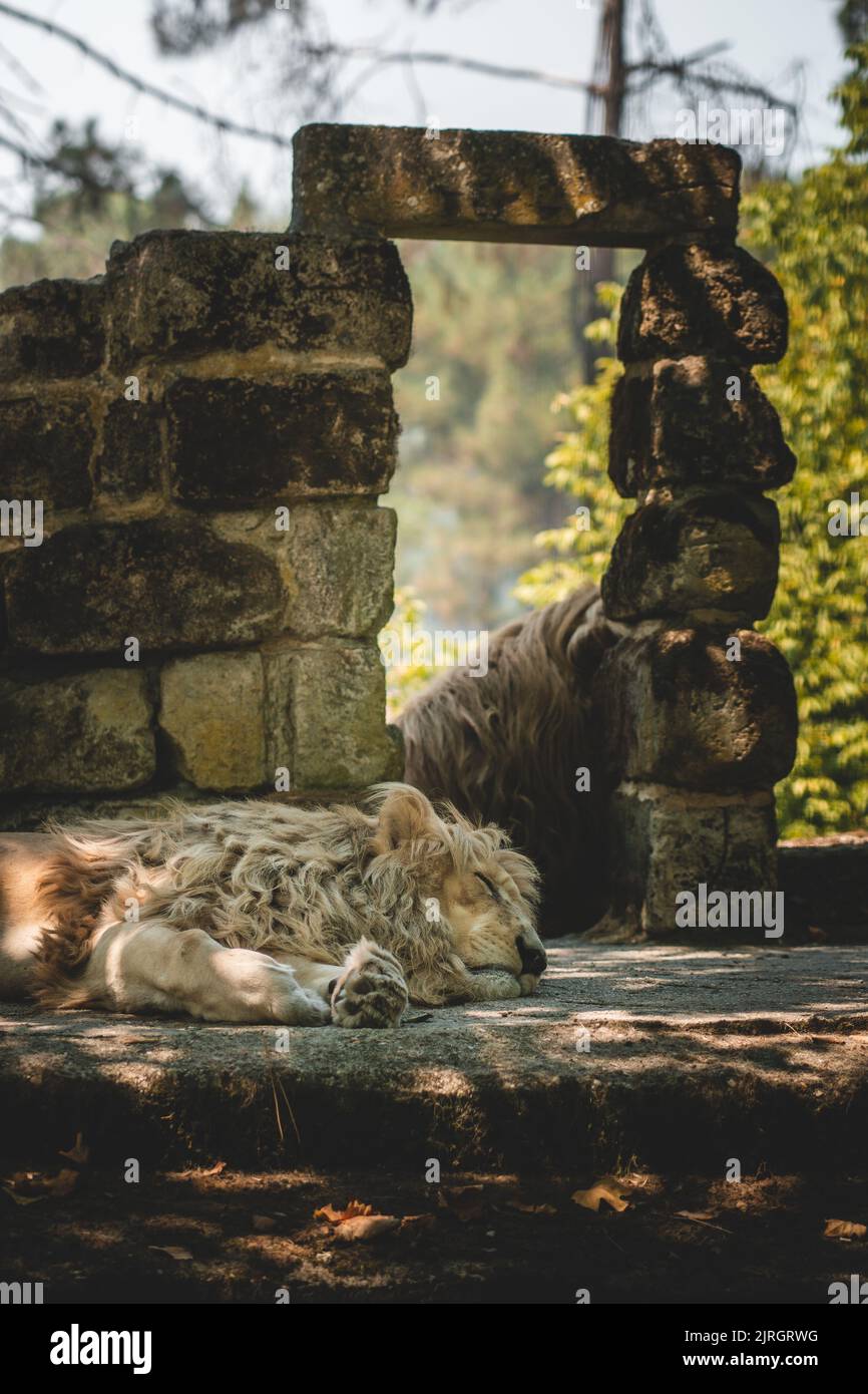A white hairy lion lying on the ground near the brick wall Stock Photo ...