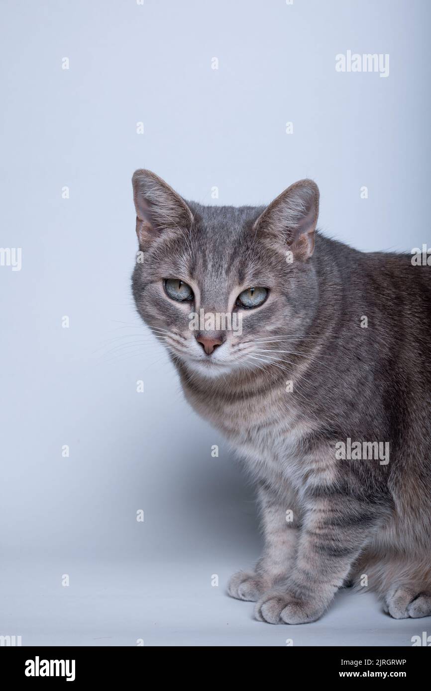 A grey stripe cat looking at the camera with white background Stock ...
