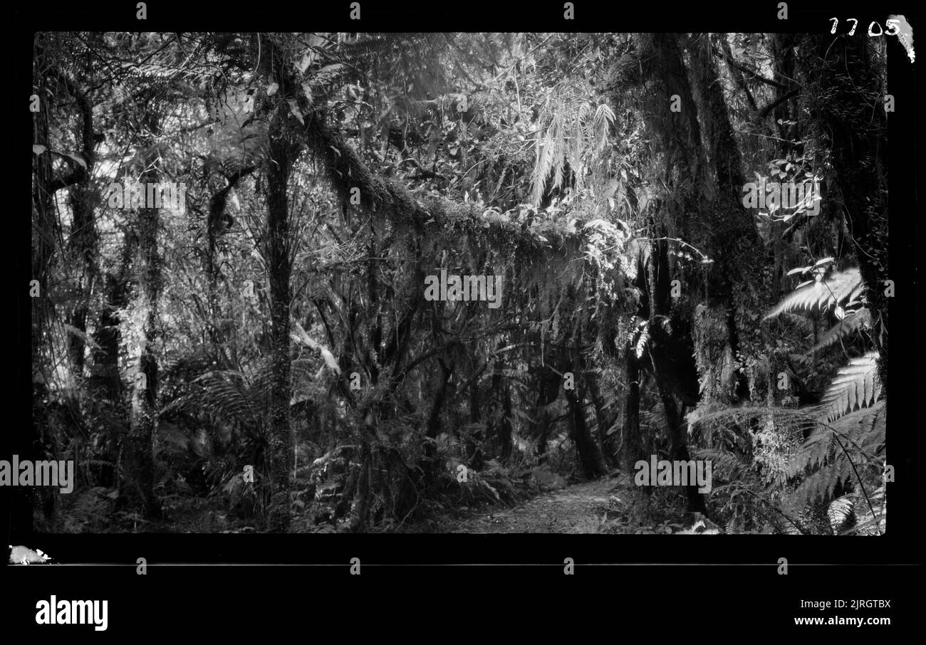 Epiphytes tree Black and White Stock Photos & Images - Alamy
