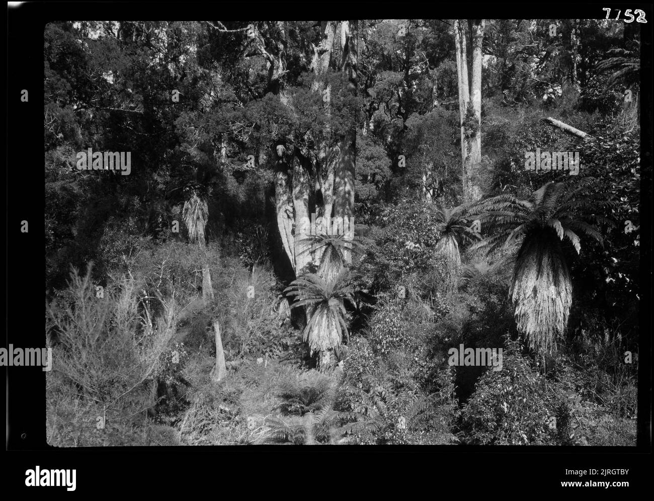 Tree ferns in the forest, circa 1922, by Dr Leonard Cockayne F.R.S ...