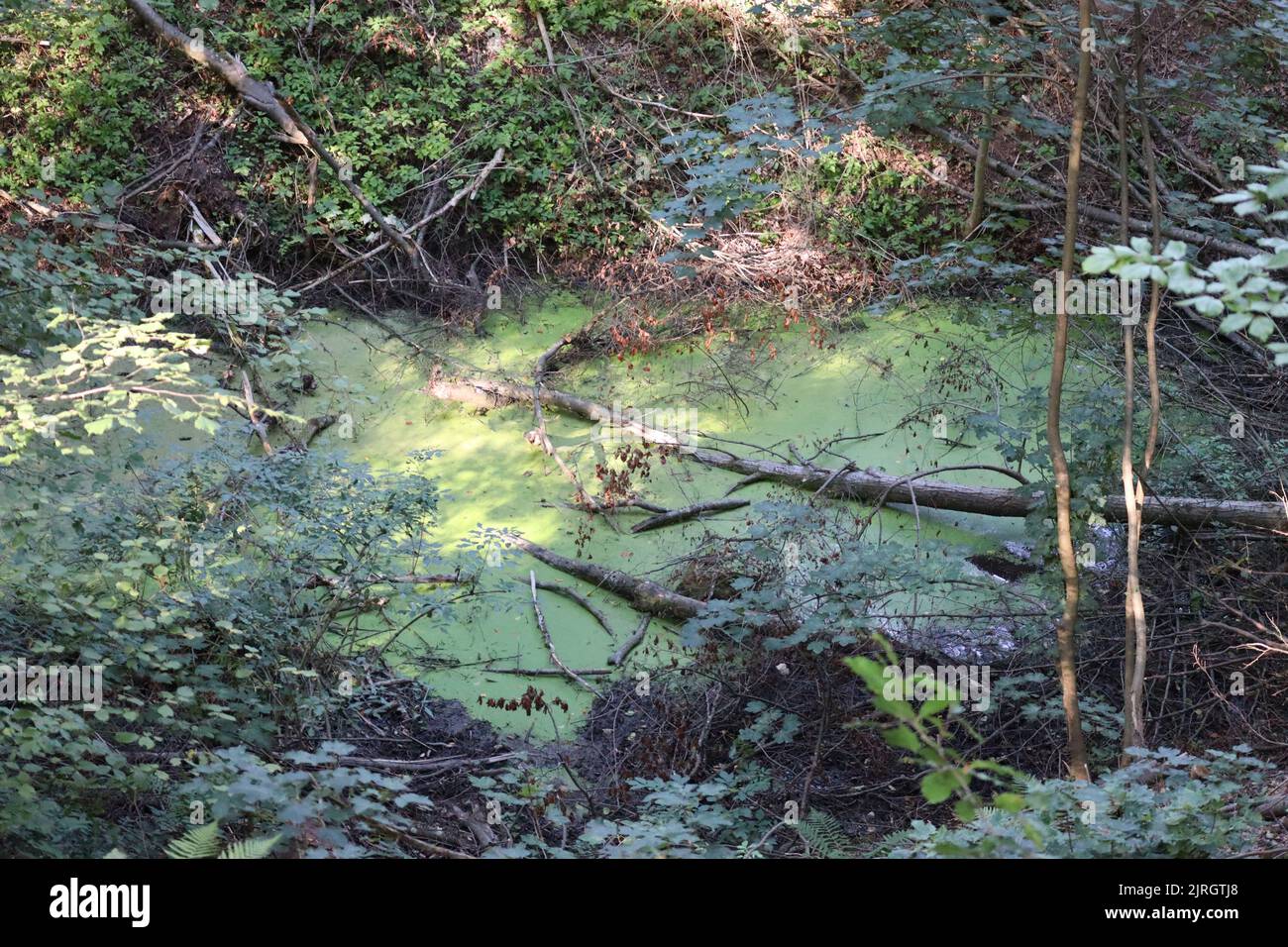 presumed Wild boar bathing spot strewn with Algae Stock Photo - Alamy