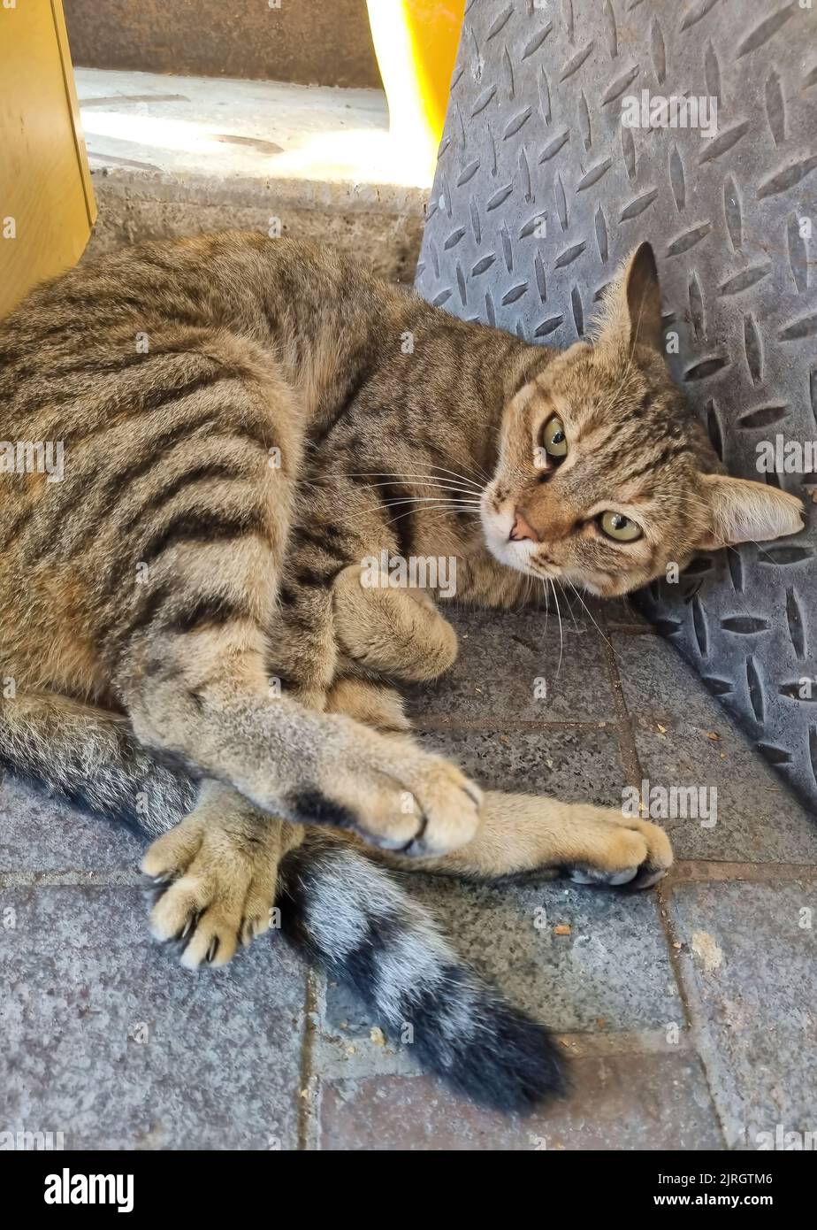 Kitty cat looking around and relaxing after stretching and cleaning and ...