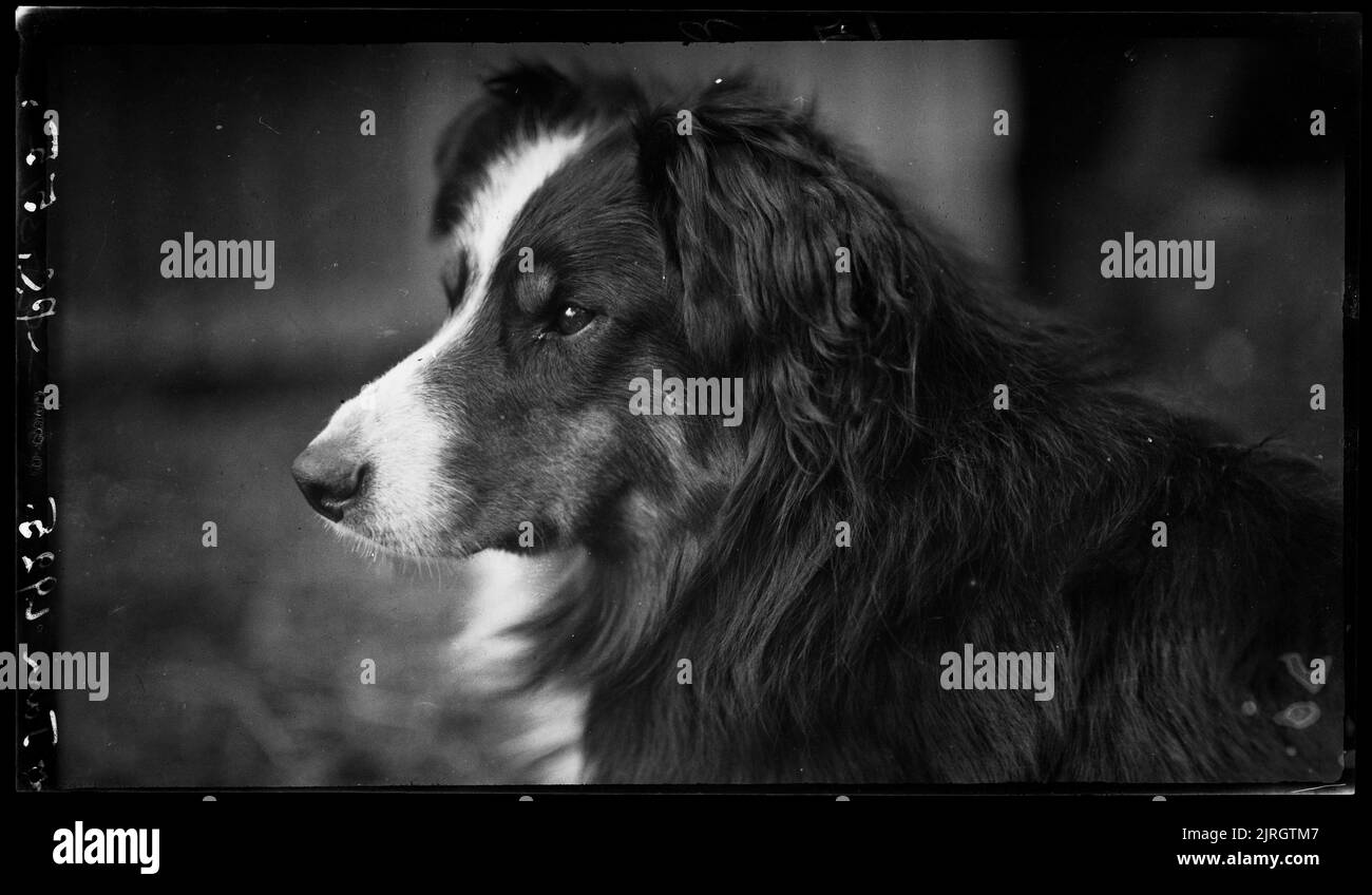 Roy the Famous Dog, January 1925, Taranaki, by Frederick Butler. F B ...