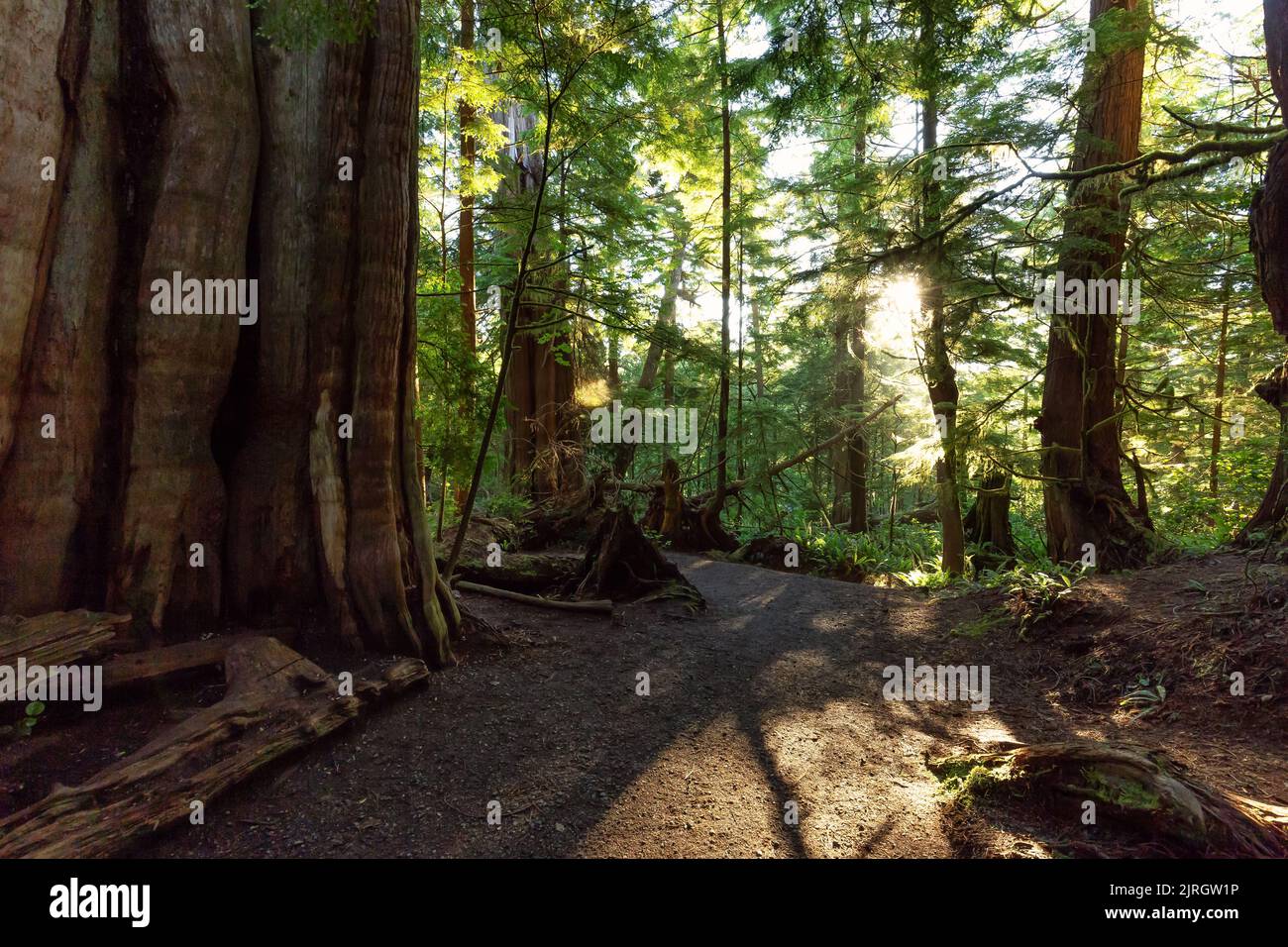 Ancient cedars loop trail hi-res stock photography and images - Alamy