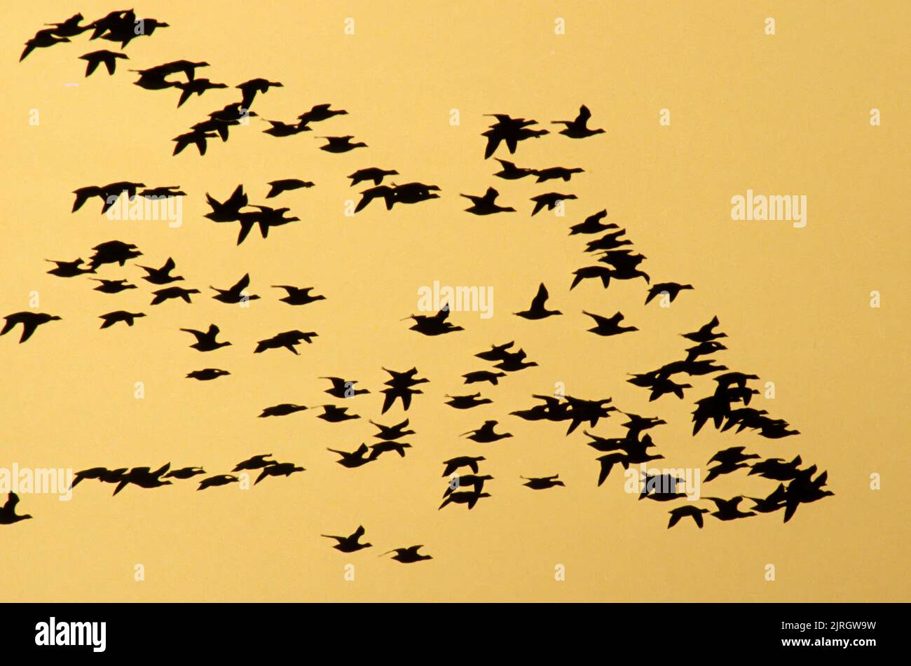 Atlantic Brant Goose. Branta bernicla hrota. Brant geese in flight ...
