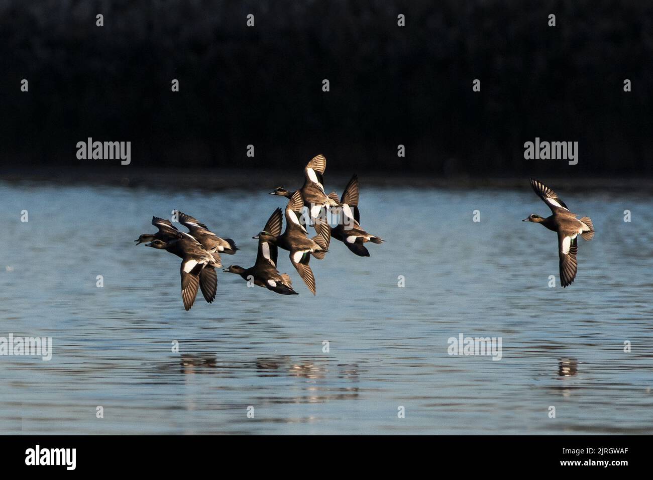 American widgeon flock in flight Stock Photo - Alamy