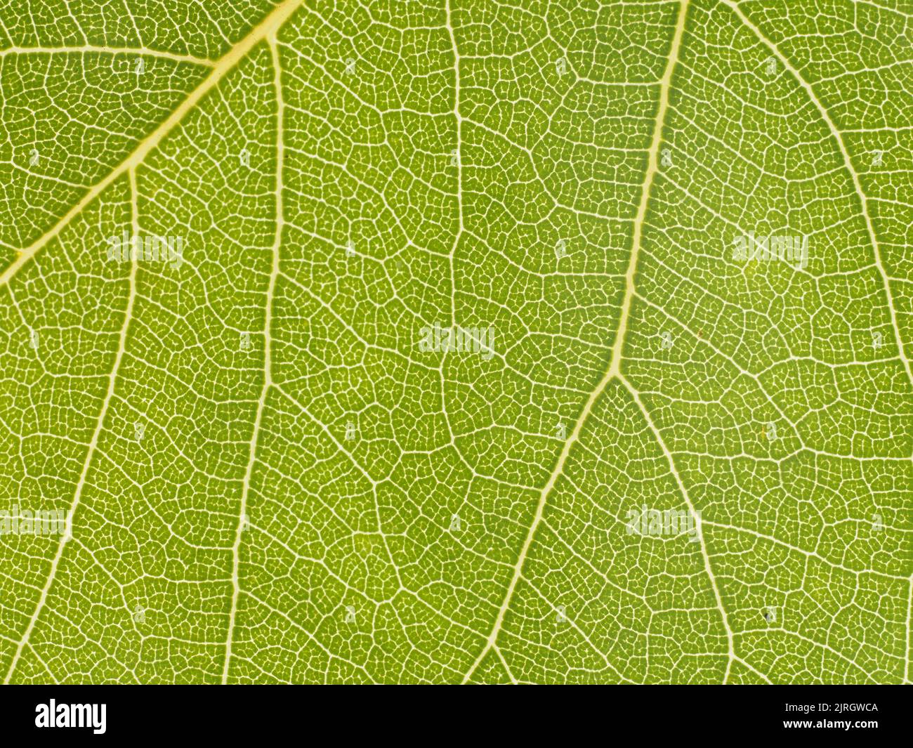macro photograph of a green tree leaf. Ecology concept Stock Photo - Alamy