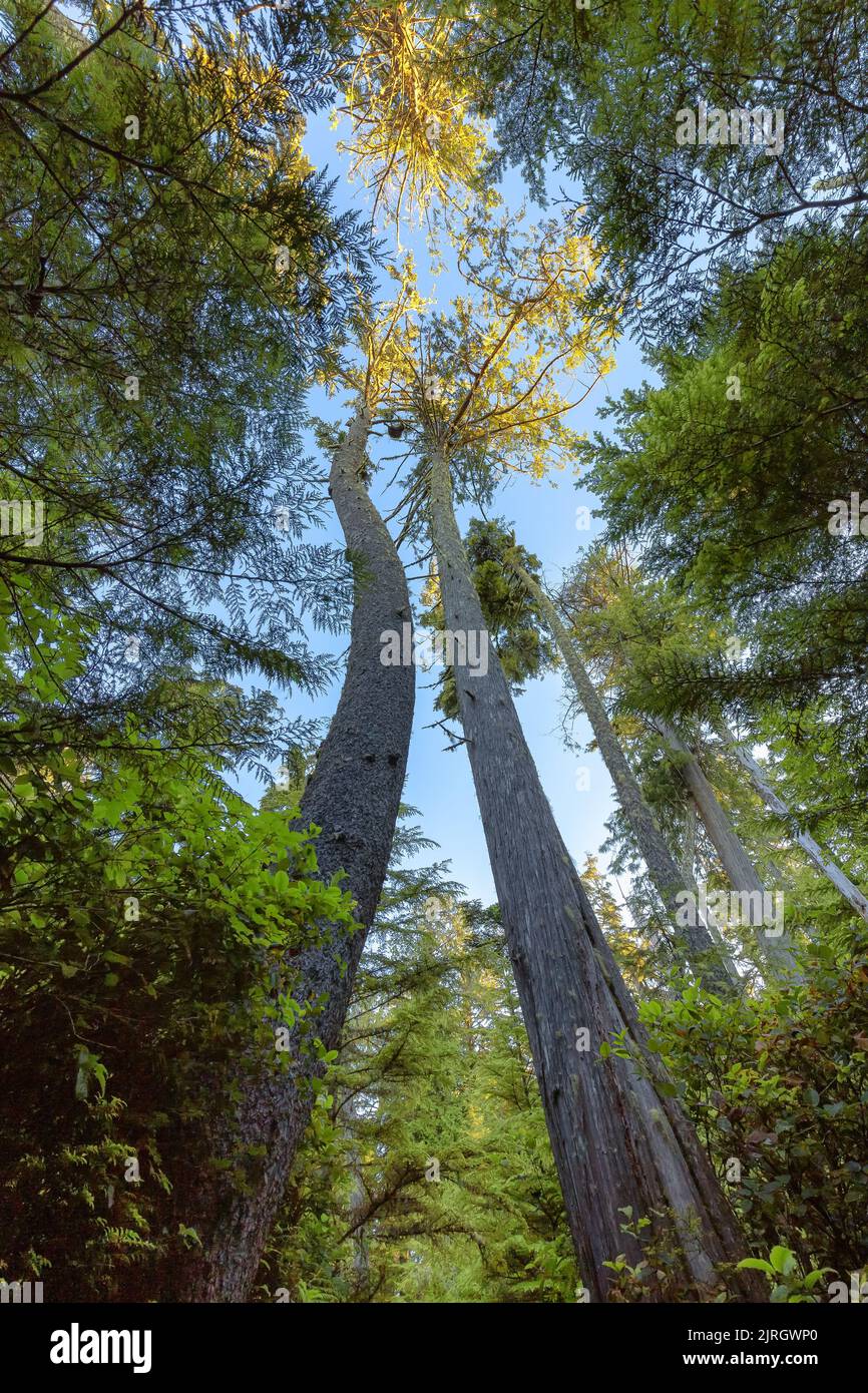Looking up at Trees along a path at Sunrise in Canadian Nature Stock ...