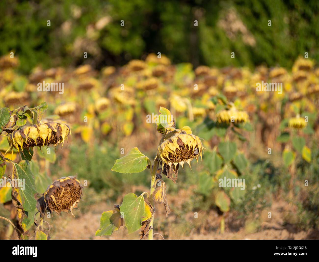 sunflower field dried up due to global change la seguia Stock Photo - Alamy