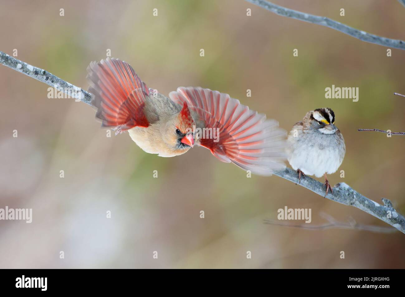 Female Northern cardinal flight and white-throated sparrow Stock Photo ...