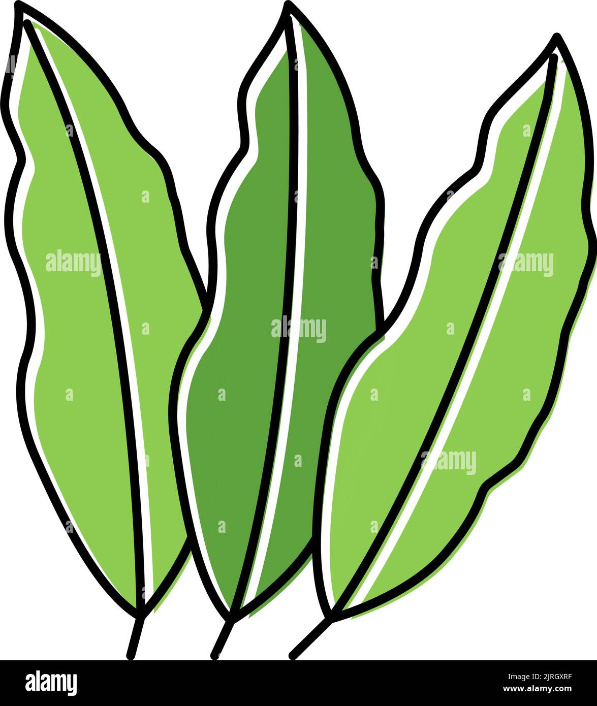 mango leaf color icon vector illustration Stock Vector Image & Art - Alamy