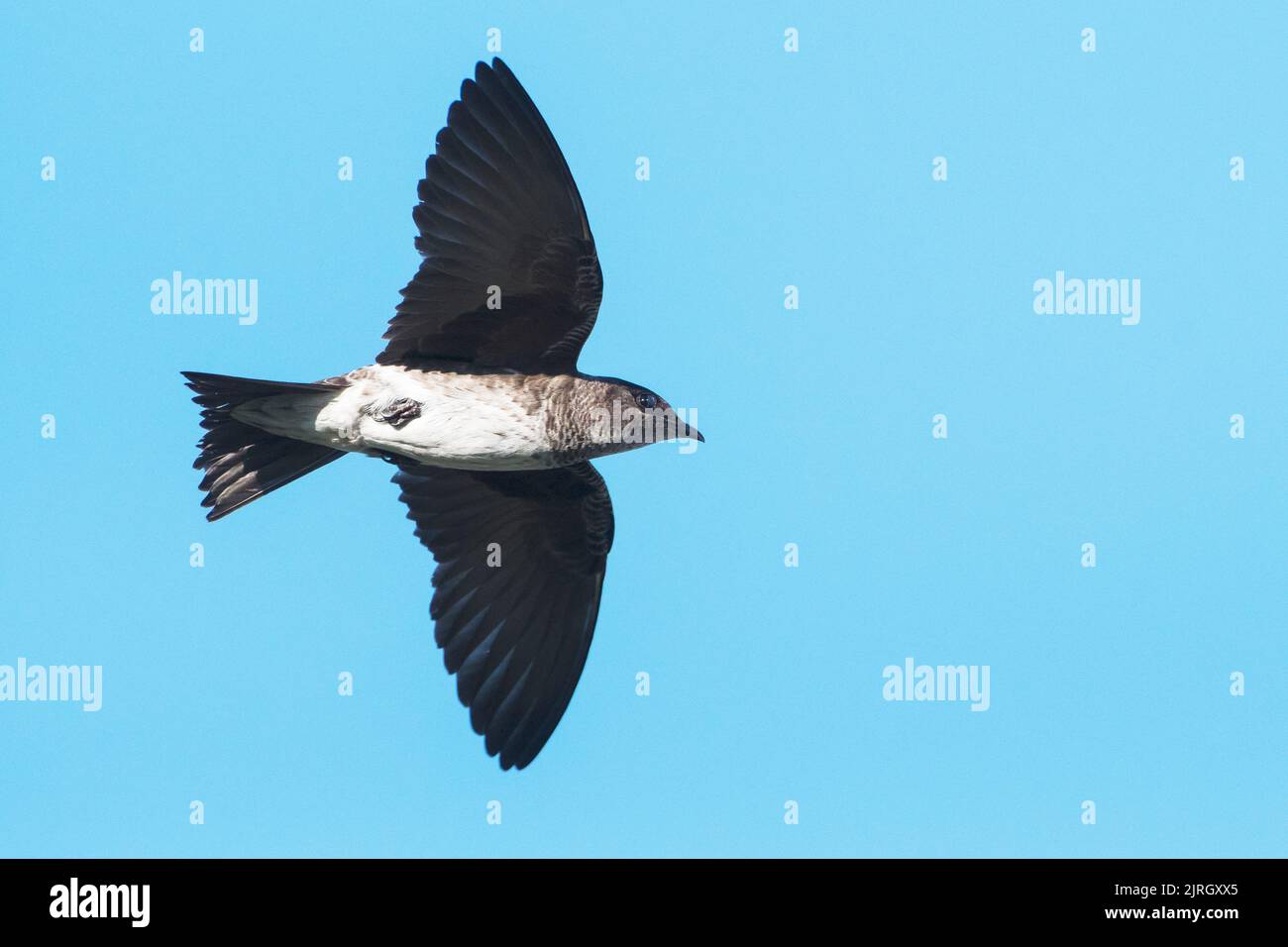 Purple martins flying hi-res stock photography and images - Alamy