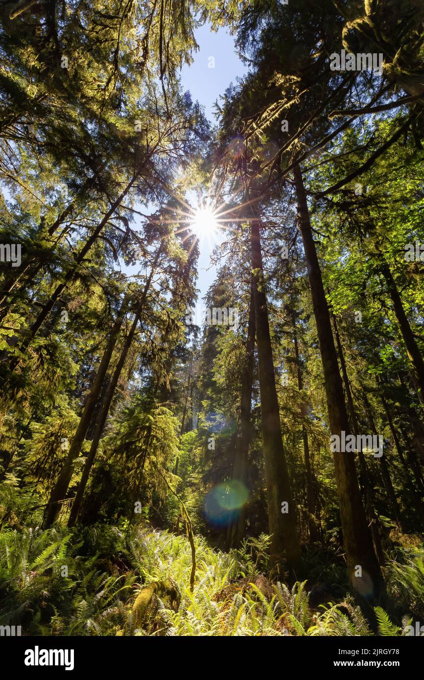 Lush Green Rain Forest in Pacific Northwest. MacMillan Provincial Park ...