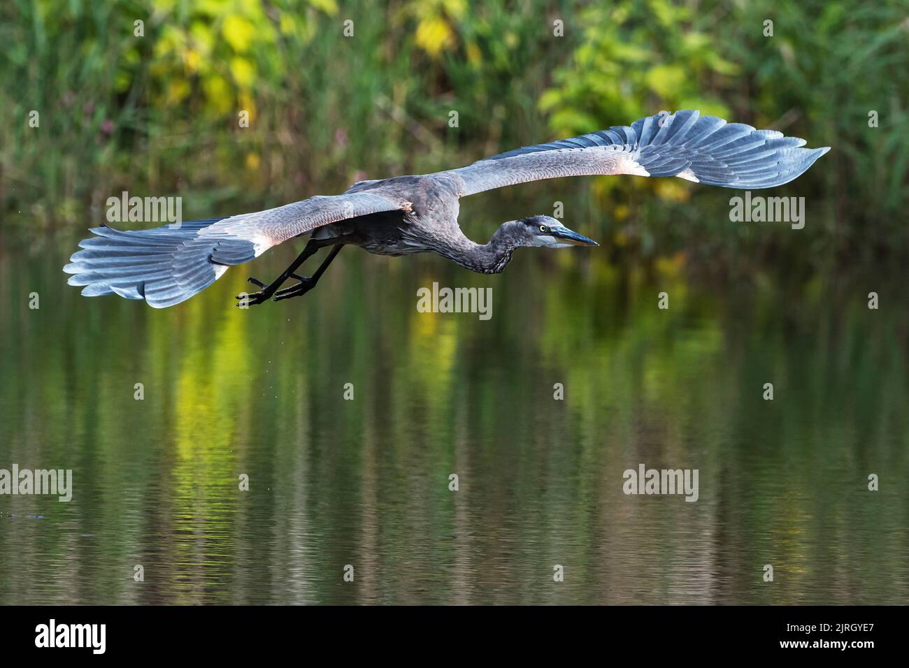 Great Blue Heron Flight in Wetland Stock Photo - Alamy