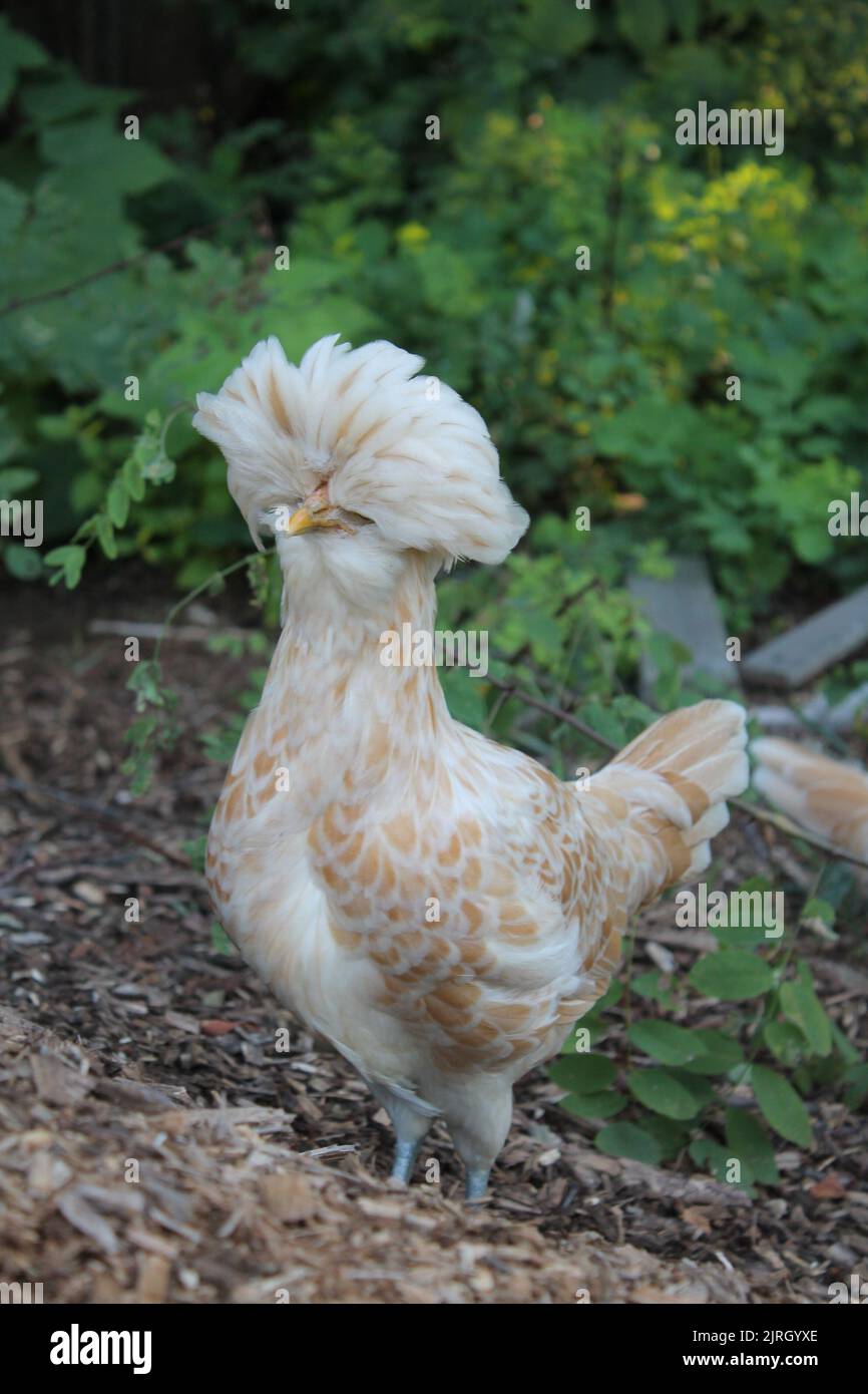 Free Range Buffed Polish Chickens Stock Photo - Alamy