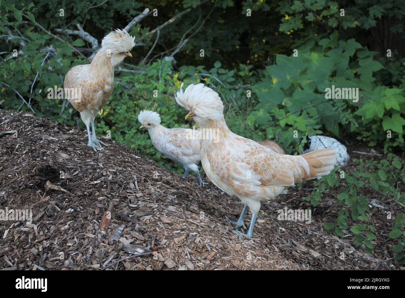 Buffed lace polish chickens hi-res stock photography and images - Alamy