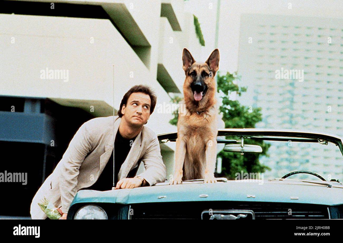 The dog jerry lee hi-res stock photography and images - Alamy