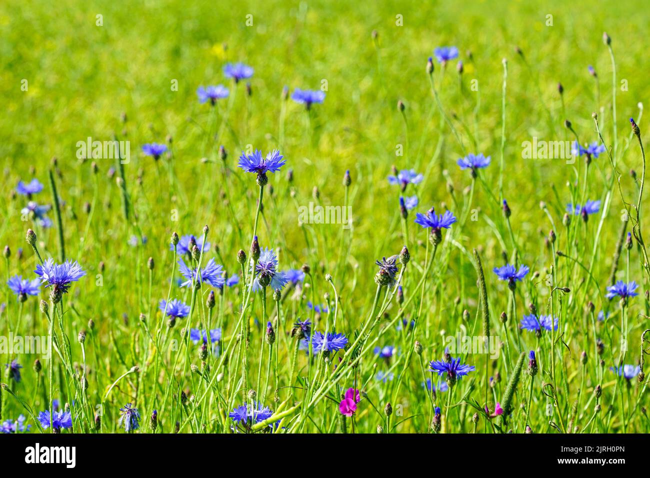 Blue flowers of wild cornflower grow and bloom in the meadow, selected ...