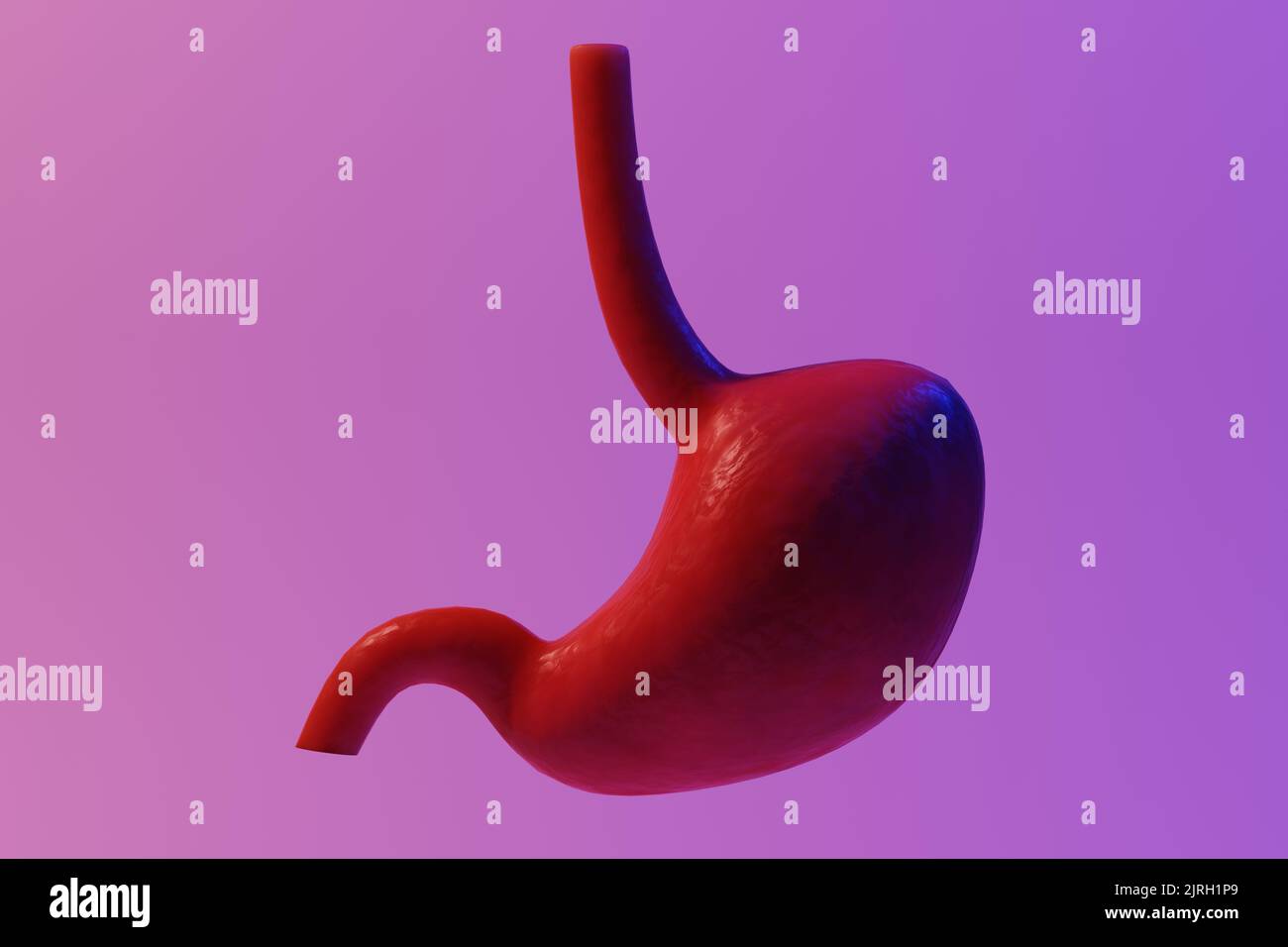 Stomach on a purple background. background. Anatomy, human organ ...