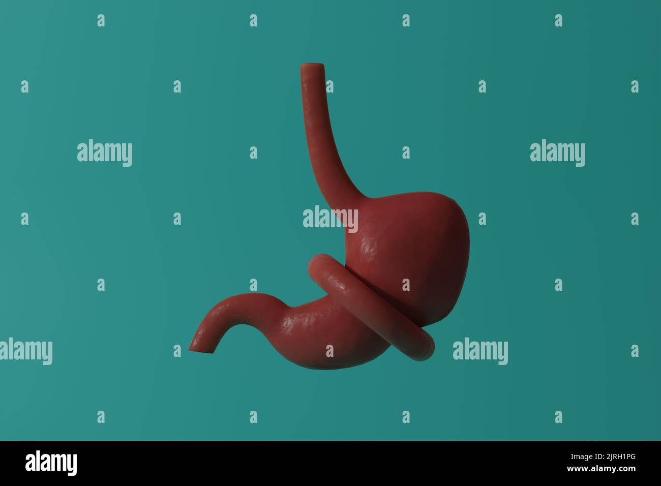 Diet, food restriction concept. Constricted stomach. Human anatomy. 3D ...