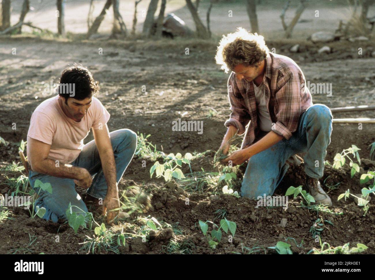 CHICK VENNERA, DANIEL STERN, THE MILAGRO BEANFIELD WAR, 1988 Stock ...