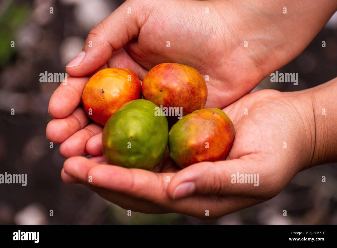 A close-up shot of ripe mangoes in the hand palm Stock Photo - Alamy