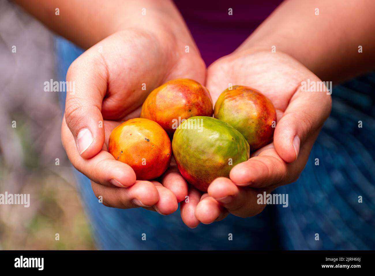 A close-up shot of ripe mangoes in the hand palm Stock Photo - Alamy