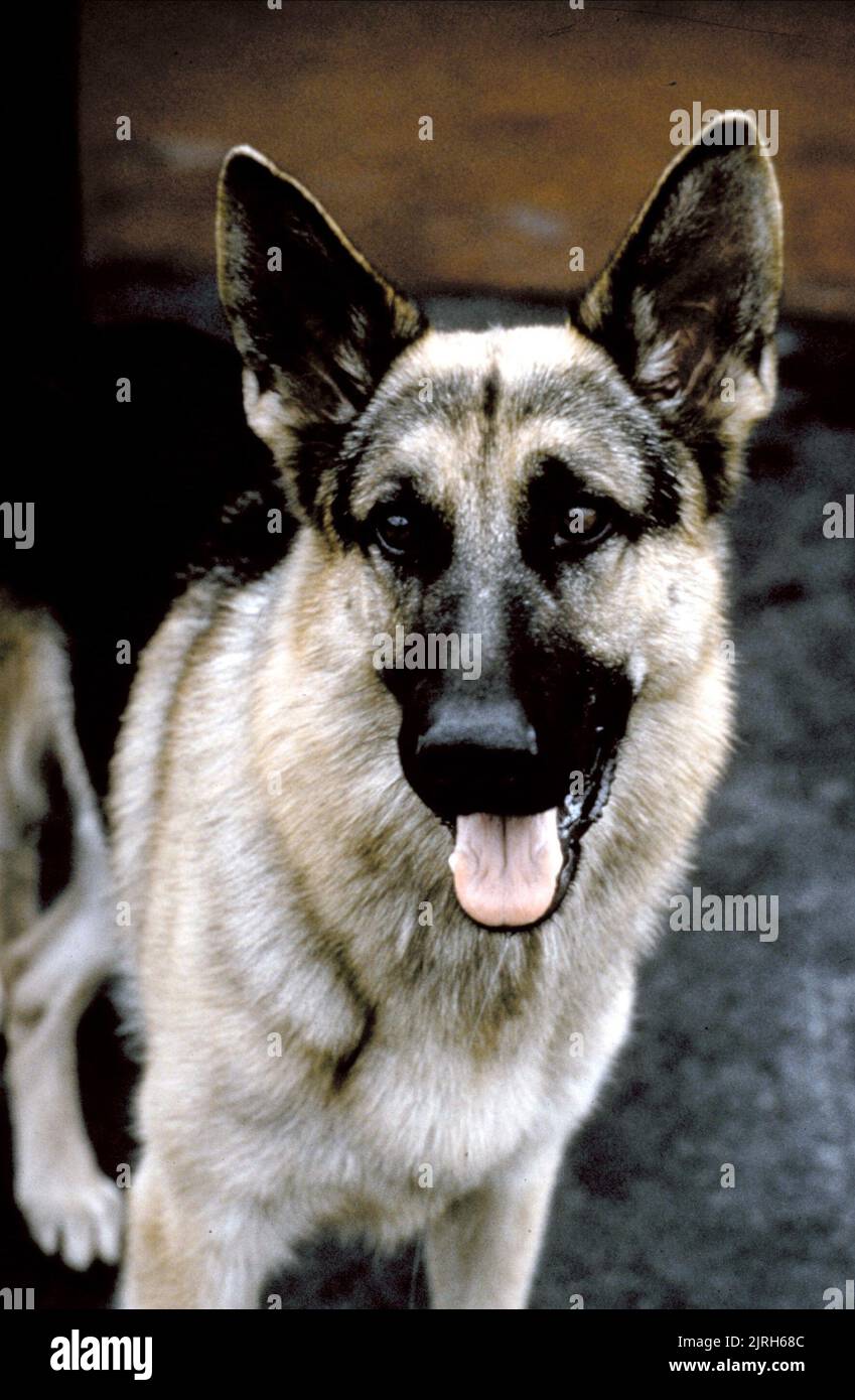 JERRY LEE THE DOG, K-9, 1989 Stock Photo - Alamy