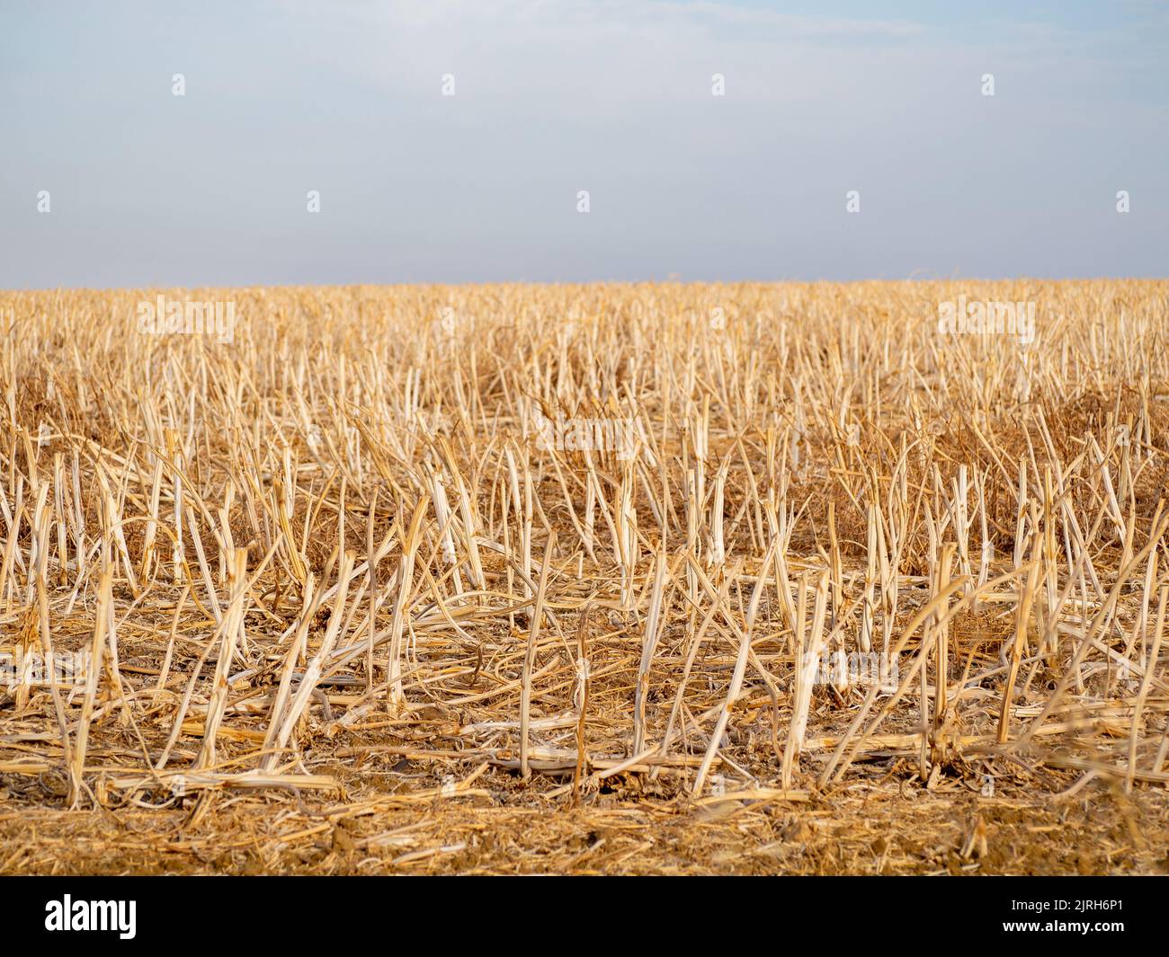 dry straw in an organic field after harvesting Stock Photo - Alamy