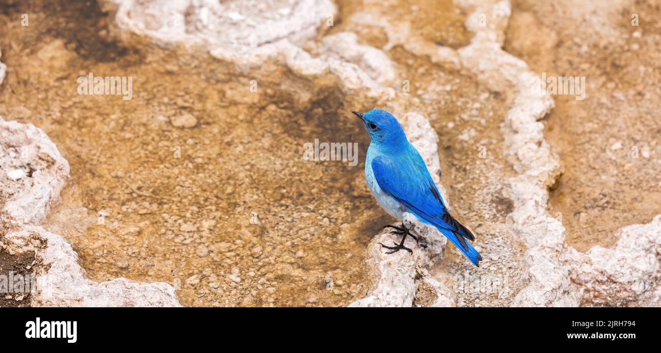 Small Colorful Bird at Hot Spring Landscape with unique ground ...