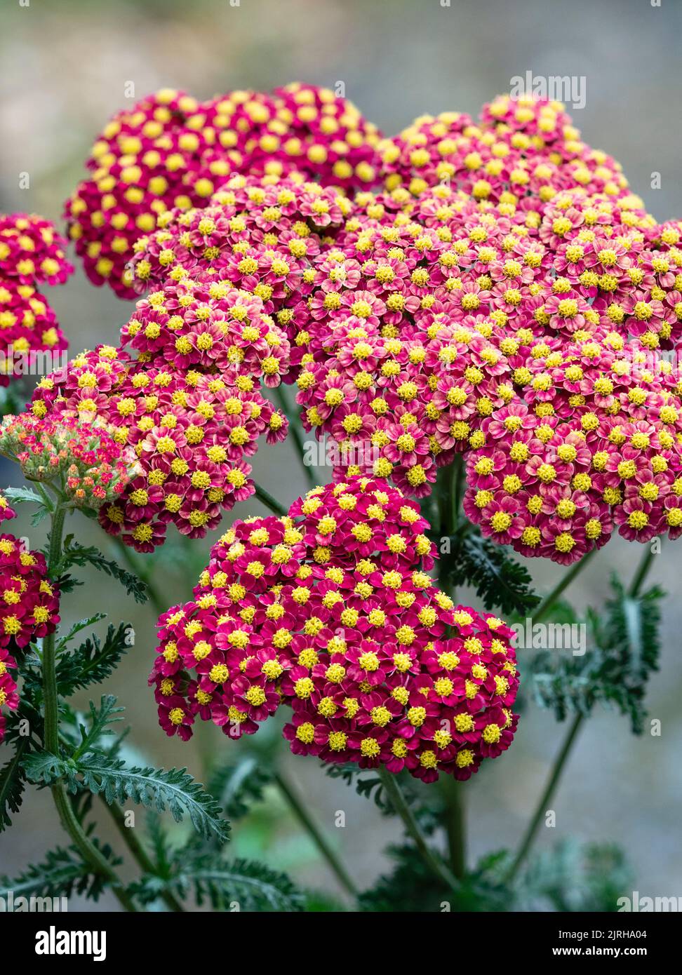 Dome shaped flower head with golden centred red summer blooms of the ...