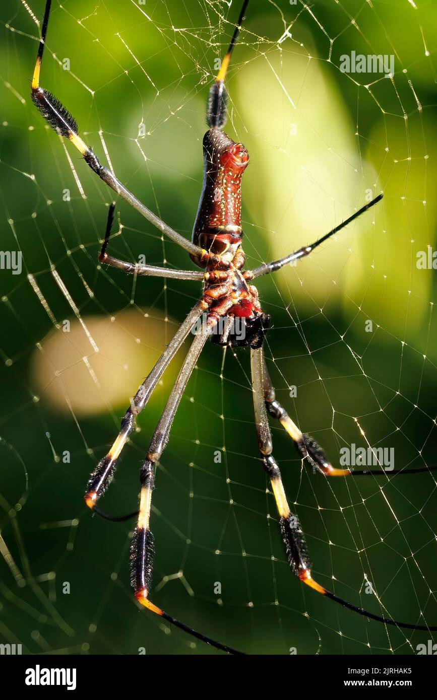 Golden silk spider (Trichonephila clavipes) standing on its net in ...