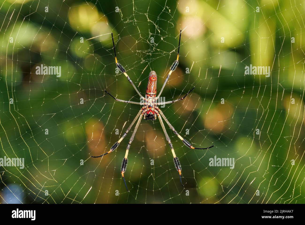 Epeira plumipes hi-res stock photography and images - Alamy