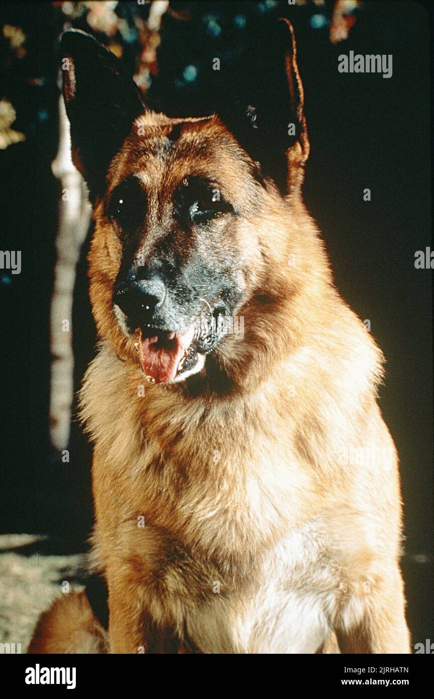 JERRY LEE THE DOG, K-9, 1989 Stock Photo - Alamy