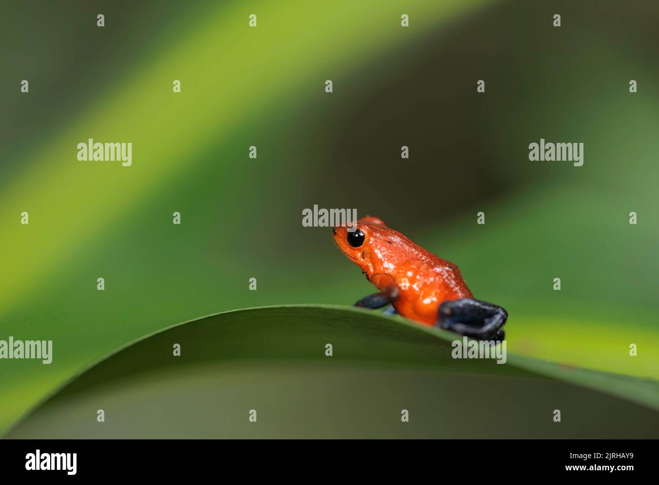 Blue-Jeans frog a.k.a strawberry frog (Oophaga pumilio / Dendrobates ...