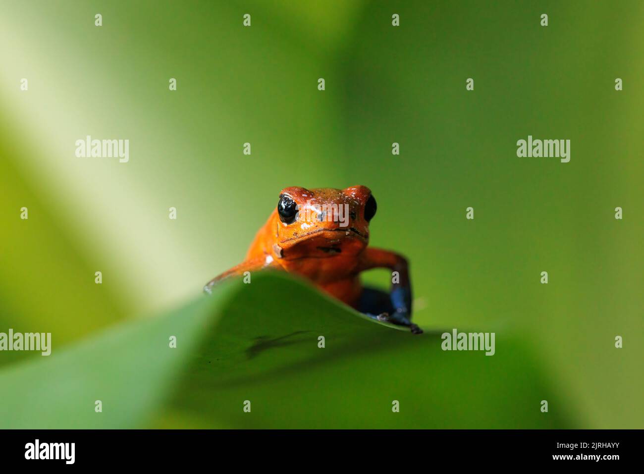 Blue-Jeans frog a.k.a strawberry frog (Oophaga pumilio / Dendrobates ...