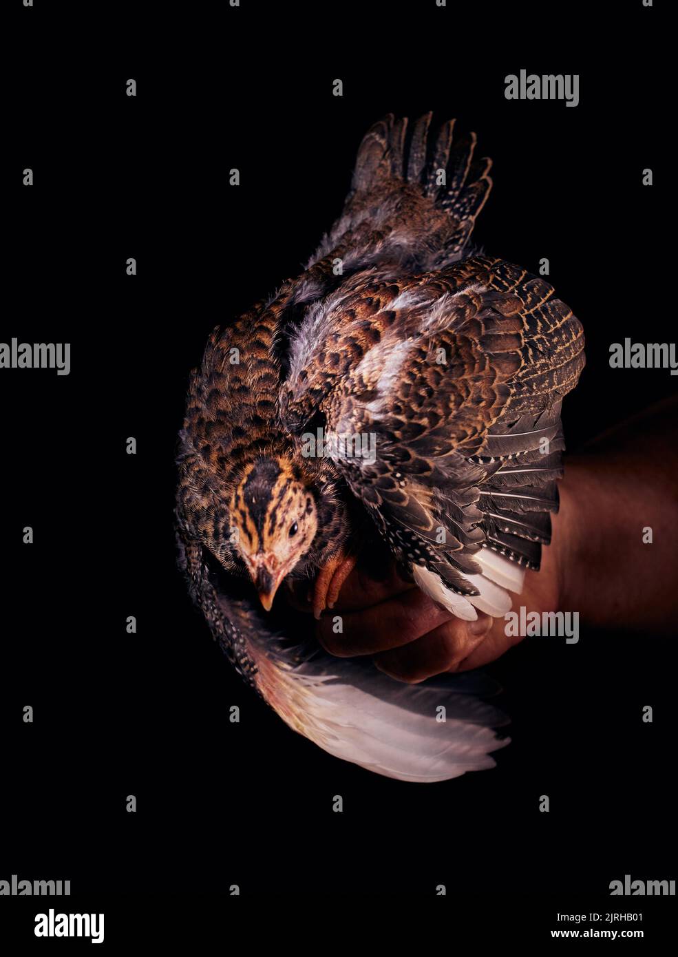 Helmeted guinea fowl chick hi-res stock photography and images - Alamy