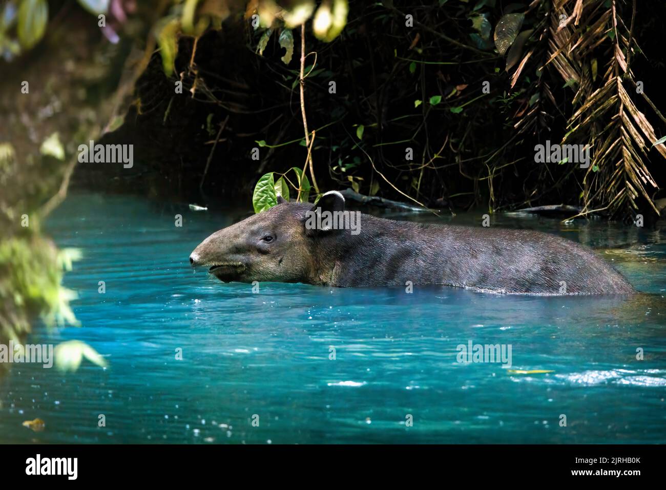 Baird's tapir (Tapirus bairdii) swimming in Rio Tenorio river in ...